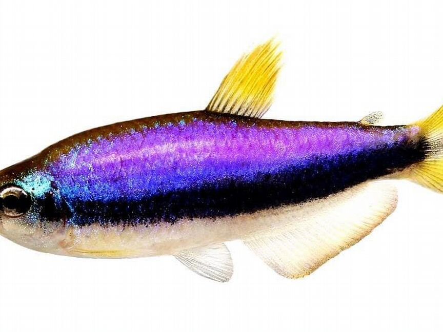 Тетра керри(фиолетовый неон)