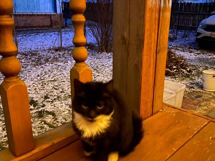 Котята бесплатно
