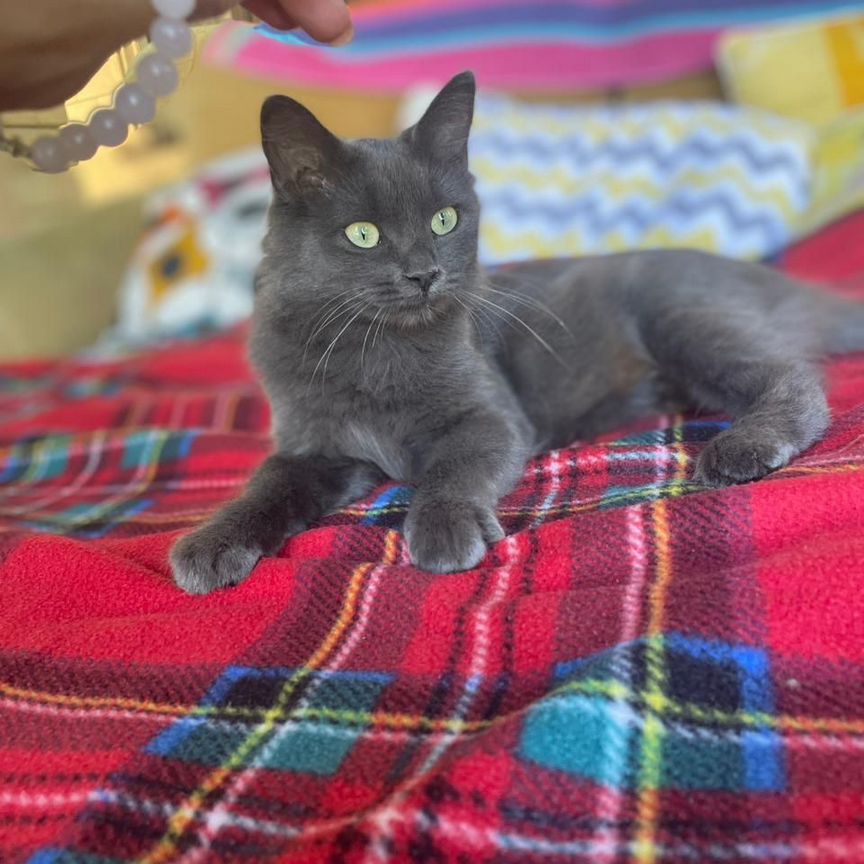 Шикарная Сима в дар