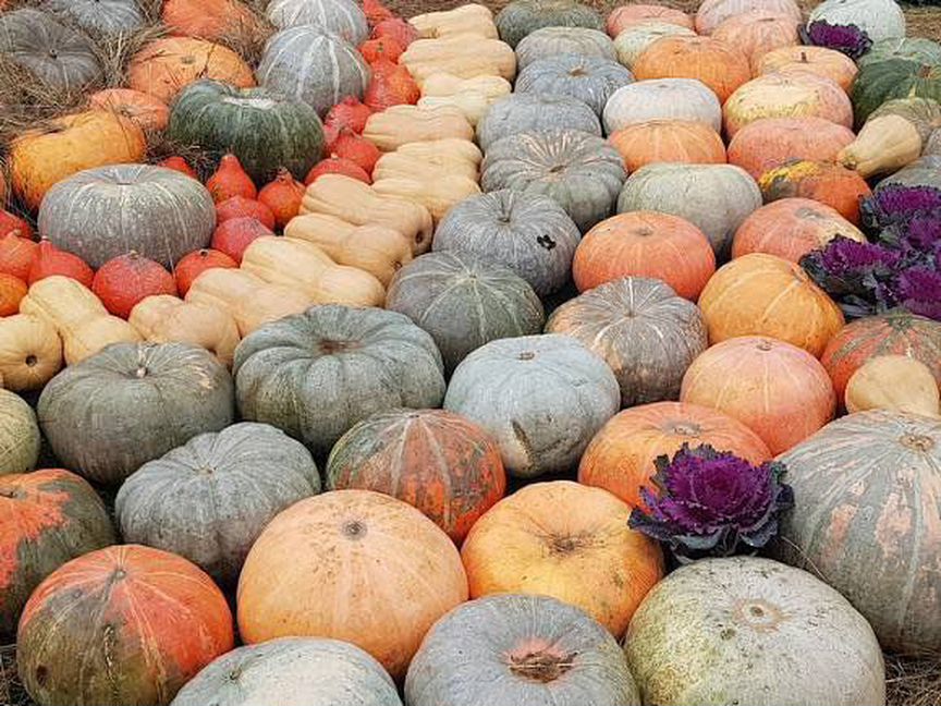 Тыква оптом