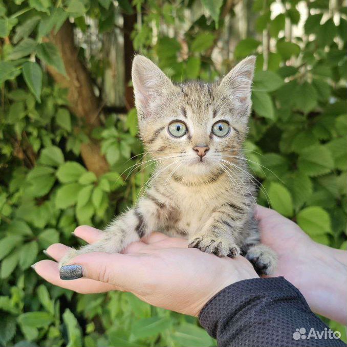 Пятеро котят, 2 мес