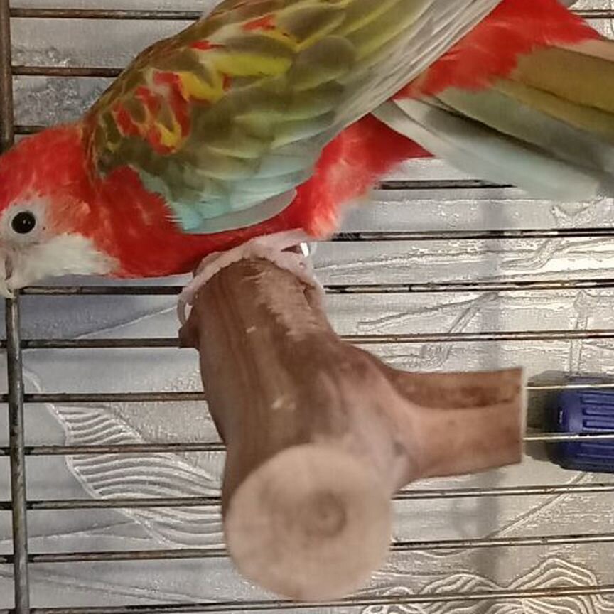 Попугай розелла пестрая