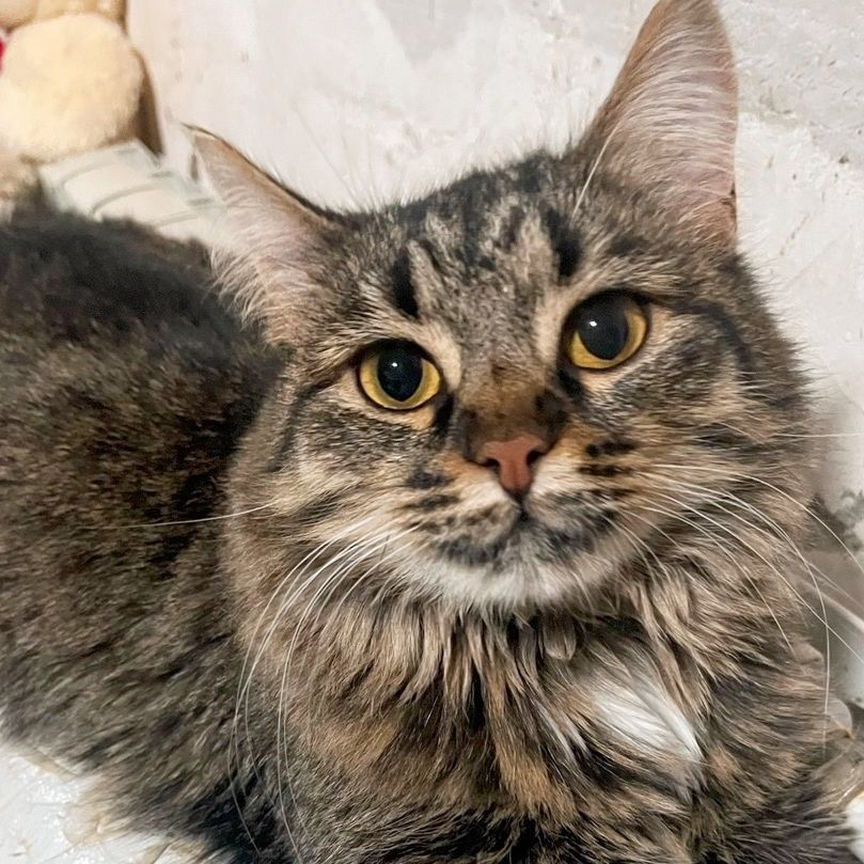 Очеровательница кошка Даффи