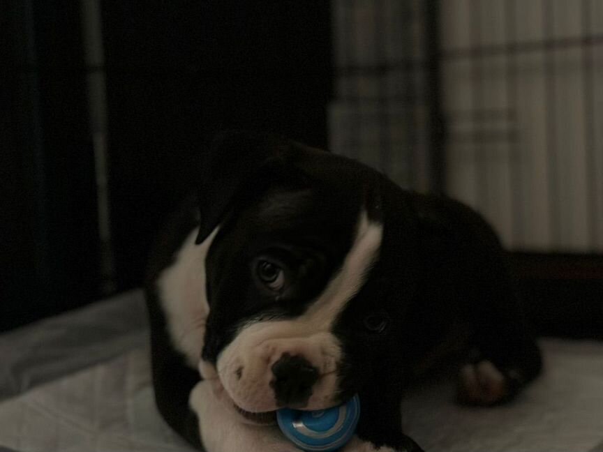 Американский булли покет экзот