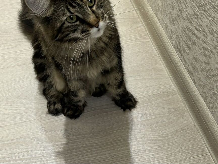 Кошка мейкун 2,5 года