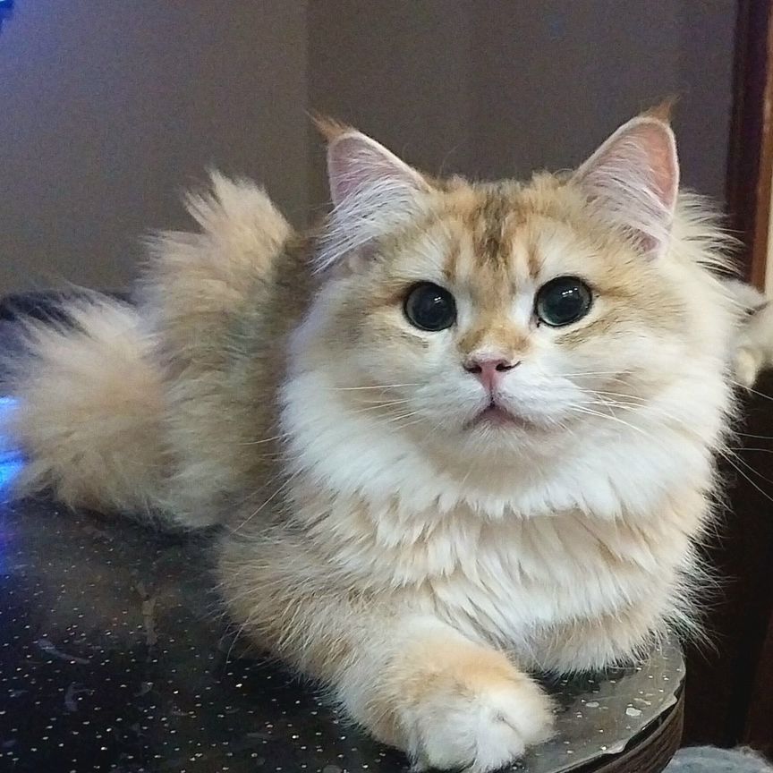 Шотландский прямоухий длинношёрстный котёнок