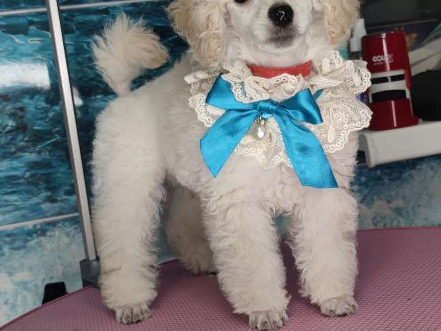 Карликовый пудель мальчик