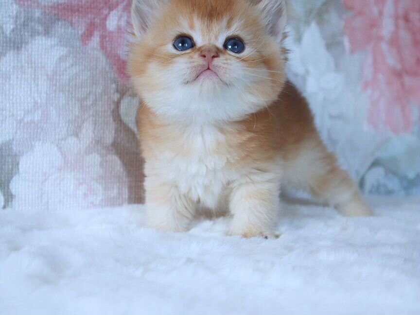 Британские котята золотая шиншилла