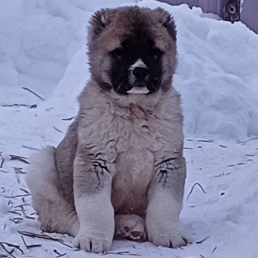 Среднеазиатская овчарка, щенок