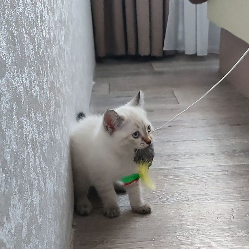 Кошечка в добрые руки