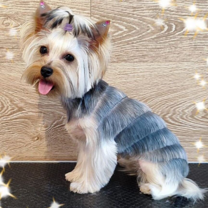 Йоркширский терьер