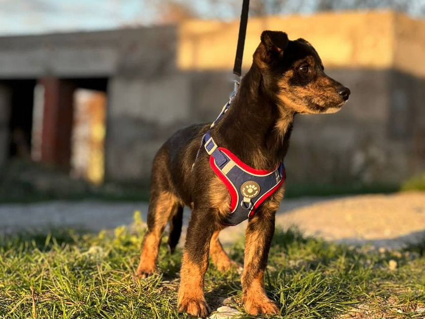 Щенок от маленькой собаки ищет дом