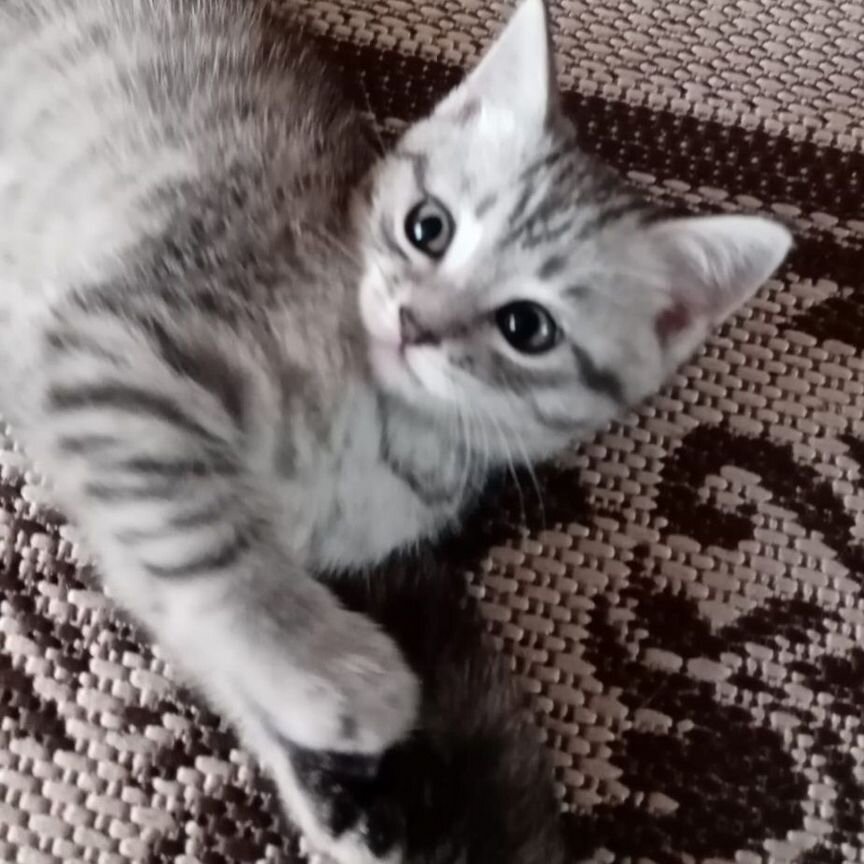 Кошки