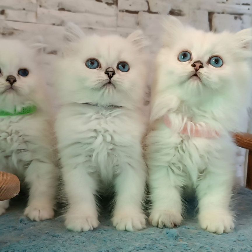 Голубоглазые длинношерстные котята