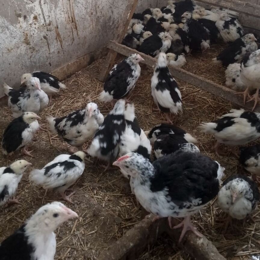 Цыплята подрощеные породы Австролорп