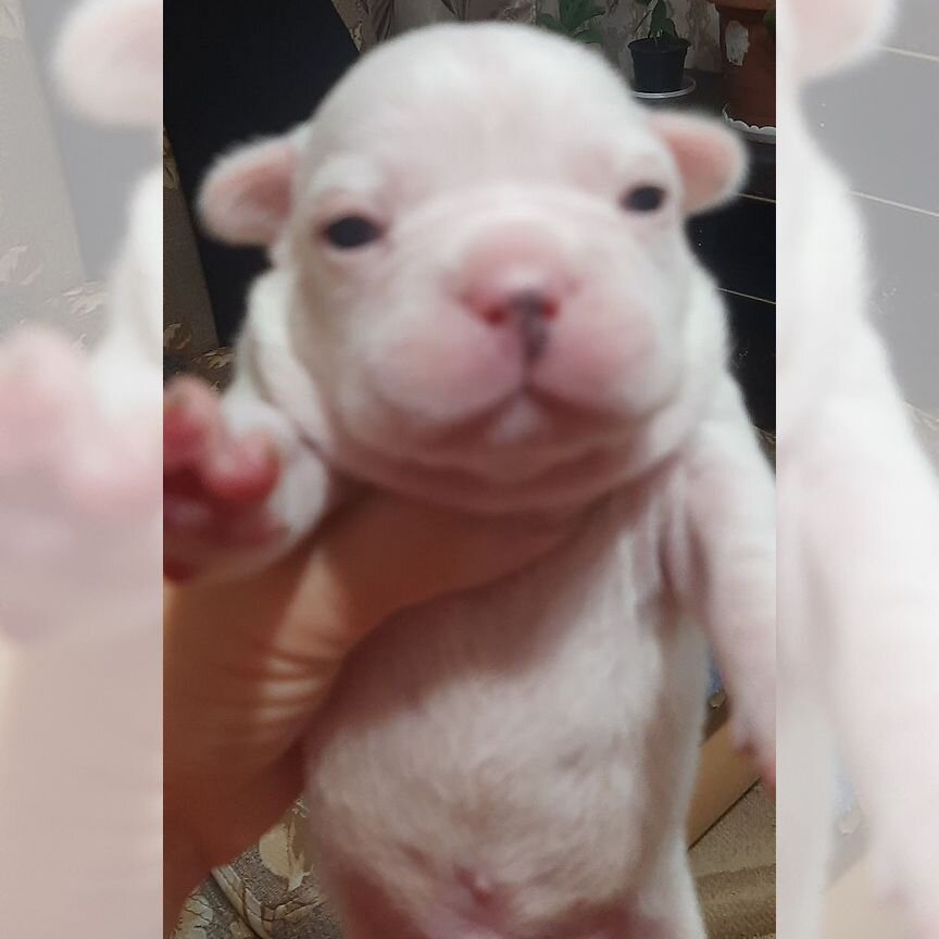 Щенки французкого бульдога