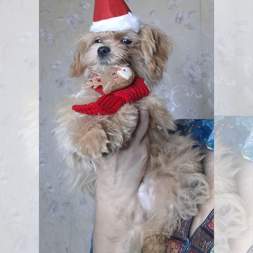 Мальтипу, щенок