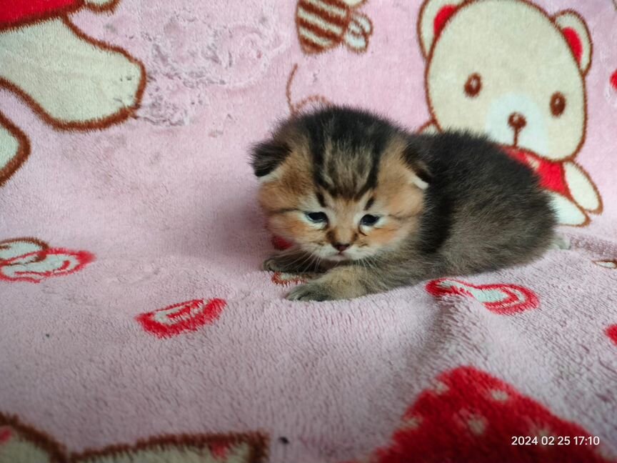 Шотландские котята