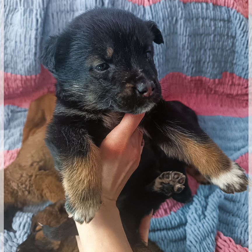 Щенок в добрые руки