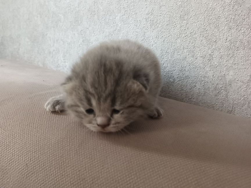 Шотландские вислоухие котята