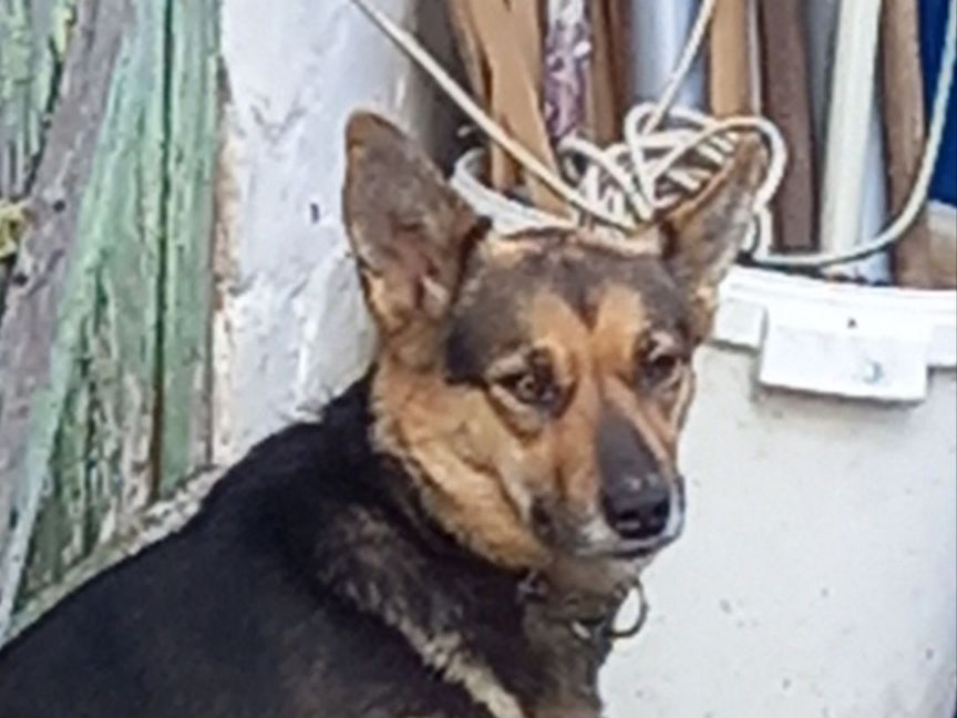 Собака в добрые руки отдам бесплатно