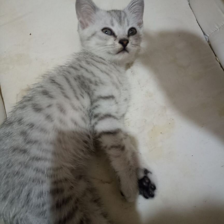 Шотландский прямоухий короткошёрстный котёнок