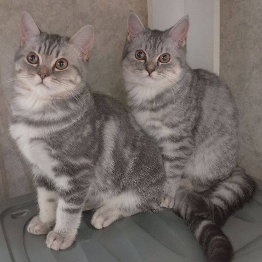 Шотландский вислоухий короткошёрстный котёнок