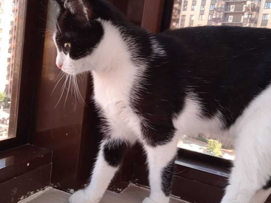 Кошка котенок в добрые руки