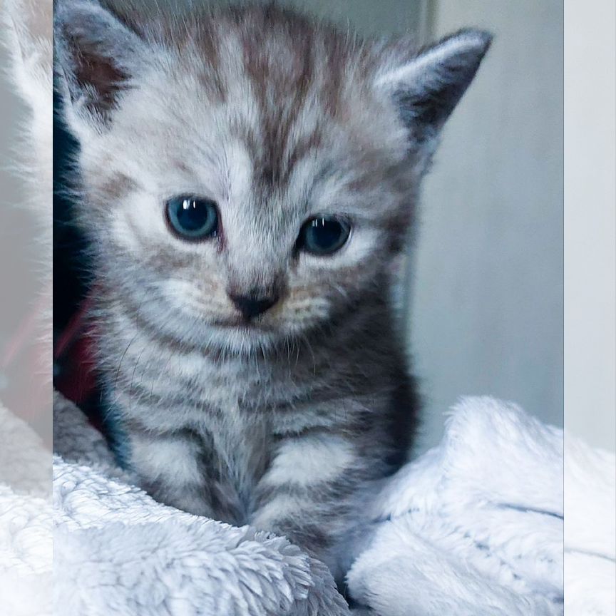 Шотландский прямоухий короткошёрстный котёнок