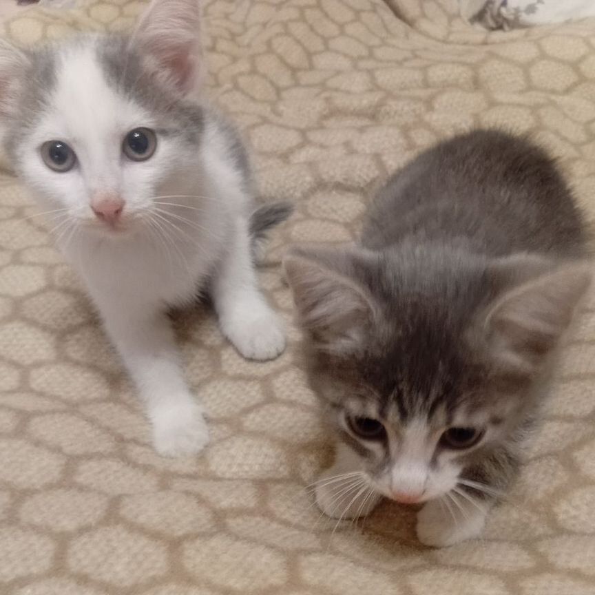 Сибирский котёнок