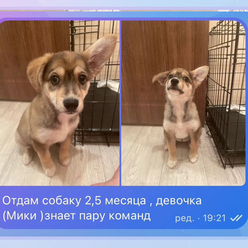 Собака в добрые руки щенок