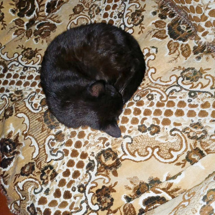 Отдам кота в добрые руки бесплатно