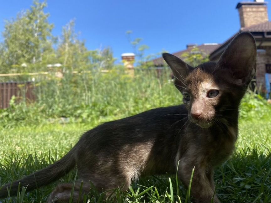 Котята ориенталы