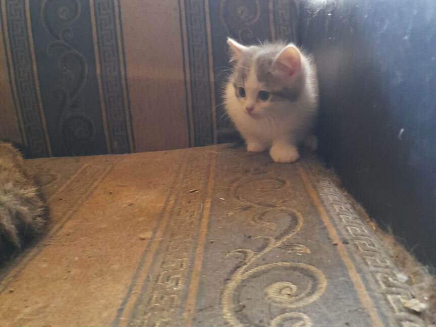 Кошки