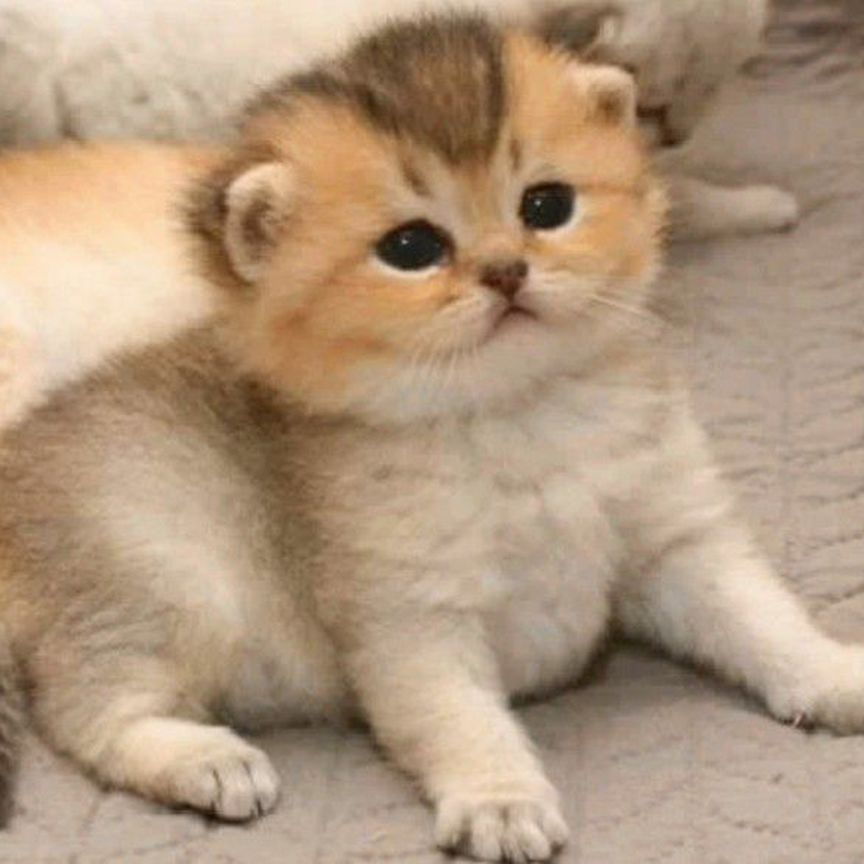 Шотландские золотые котодетки скоттиш страйт