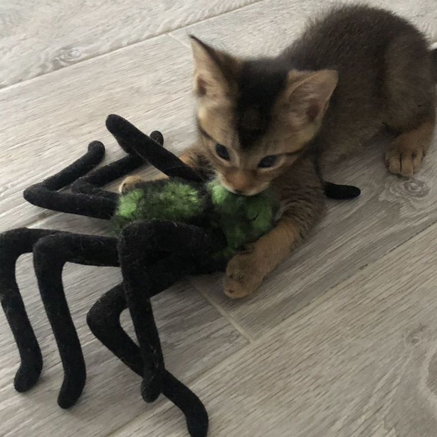 Абиссинский котёнок