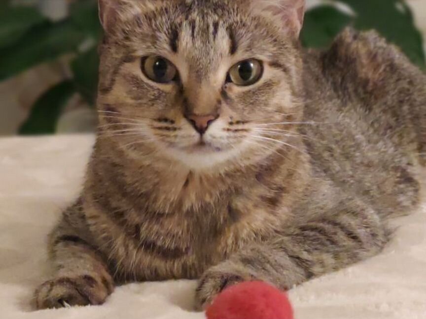 Кошка Луша