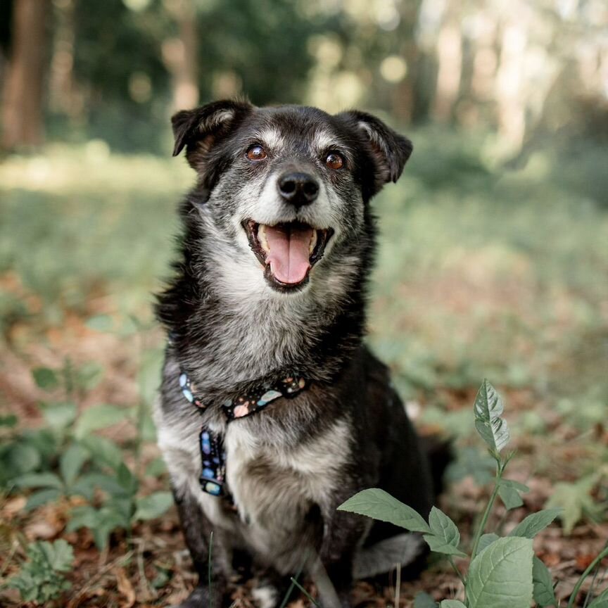 Собака в добрые руки маленькая порода