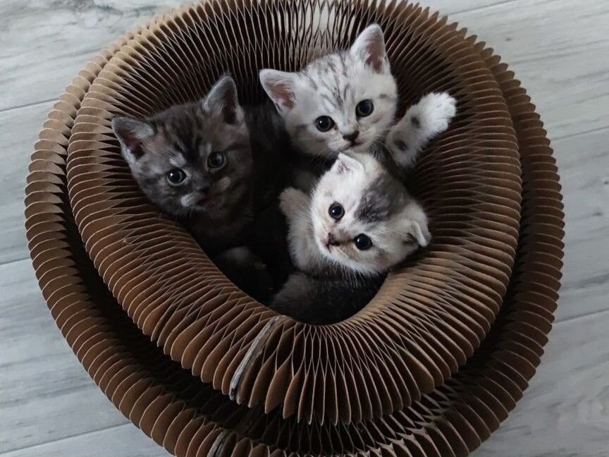 Шотландские котята