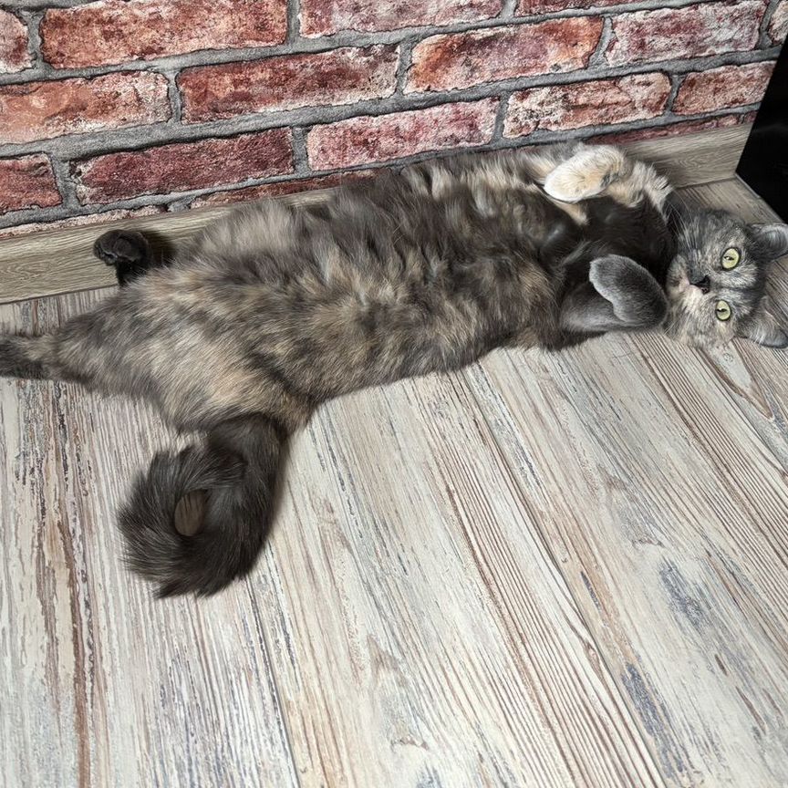 Шотландская прямоухая короткошёрстная, взрослая кошка