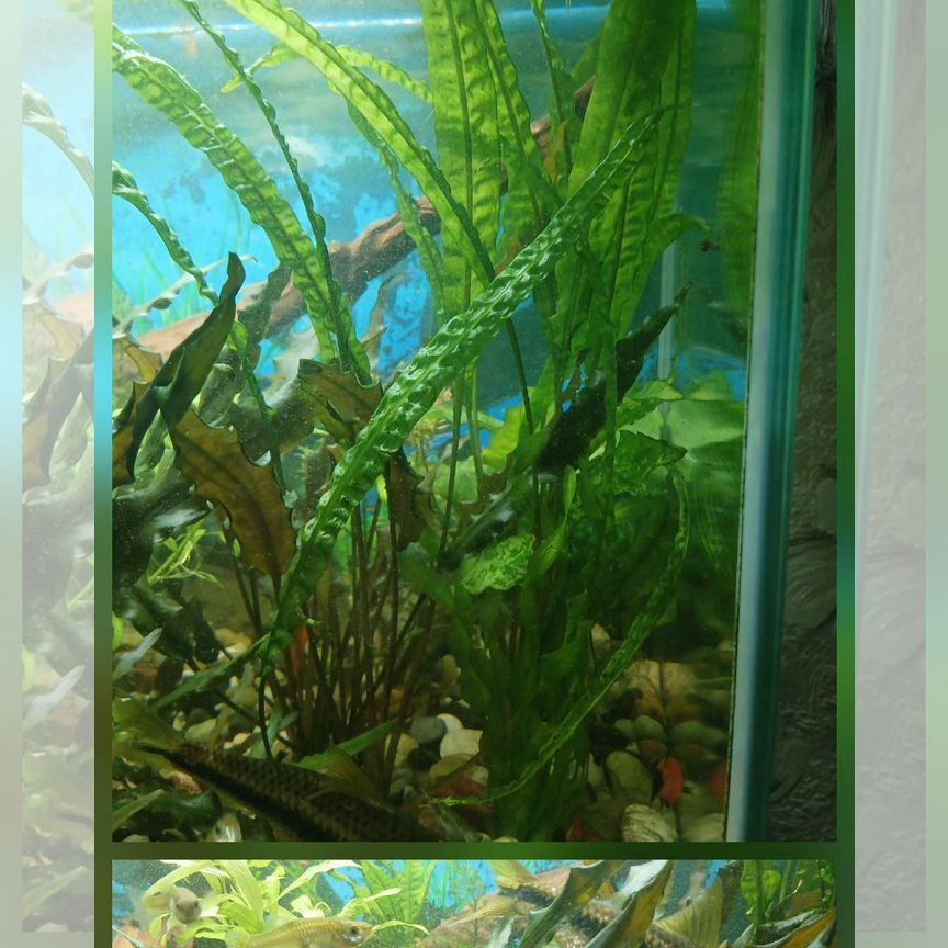 Криптокорина, самцы гуппи