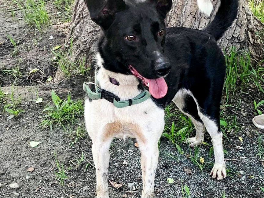 Умнейшая собака Дина в добрые руки