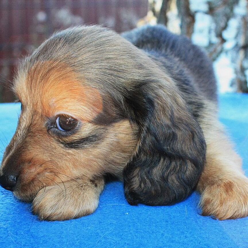 Рыжая кроличья девочка