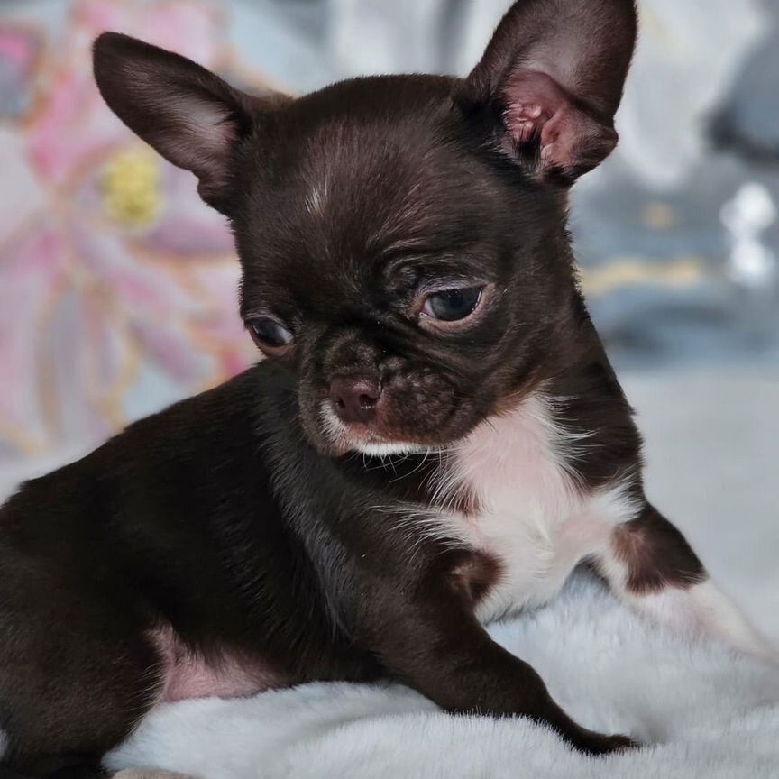 Щенки чихуахуа