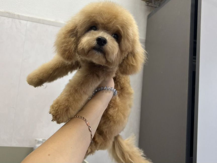 Мальтипу ф1 супер мини Корея Baby face