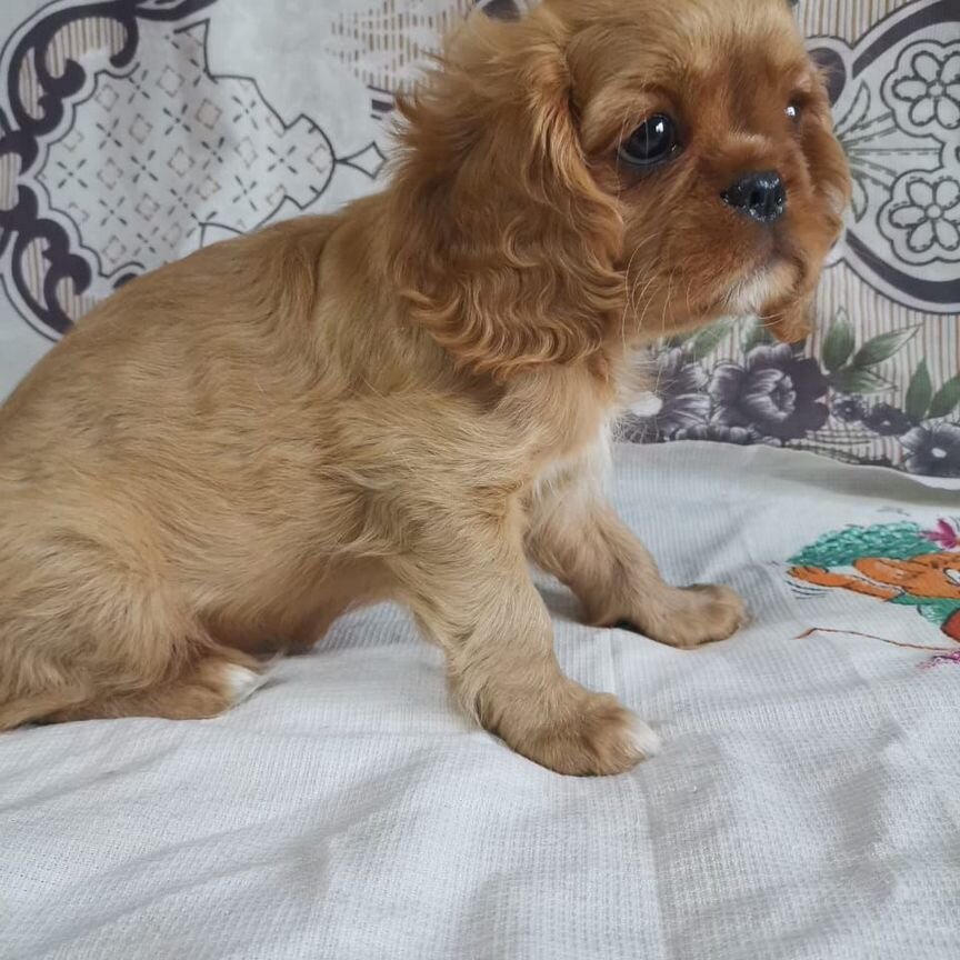 Собаки щенки Спаниеля