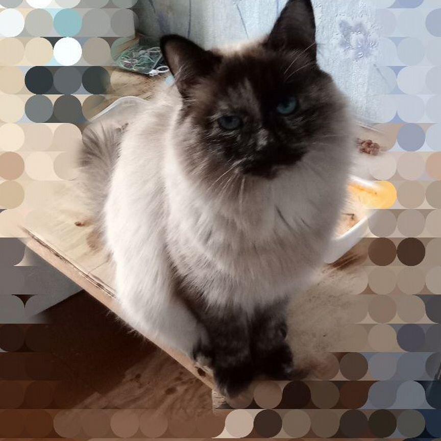 Взрослая, кошка в добрые руки