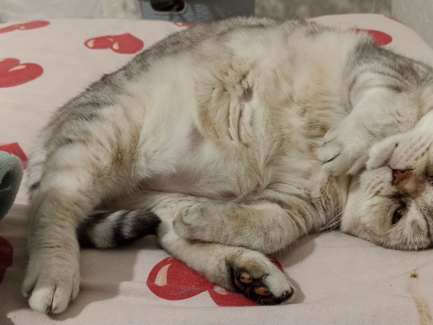 Домашние кошки