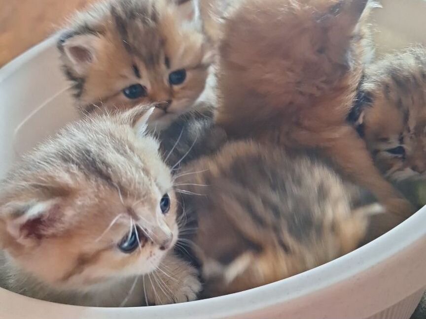 Кошки породистые