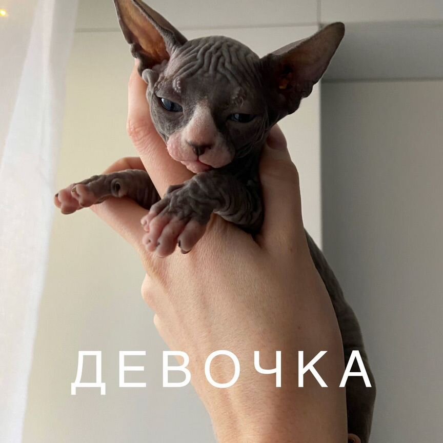 Канадский сфинкс